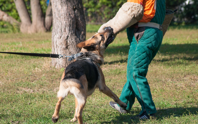 Dog Attacked? Your Legal Options for Seeking Compensation