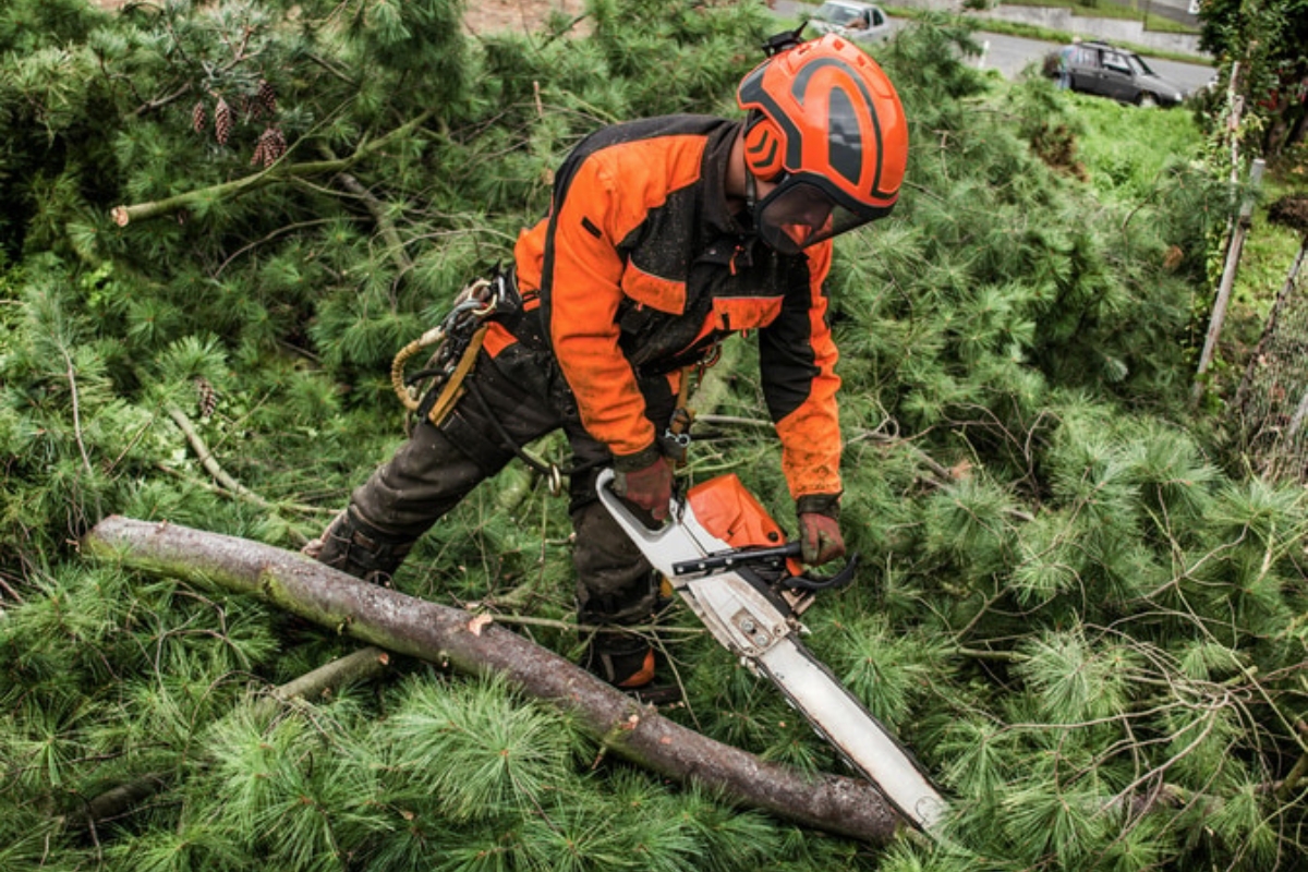 Resolving Tree Disputes & Property Lines - Rah Law